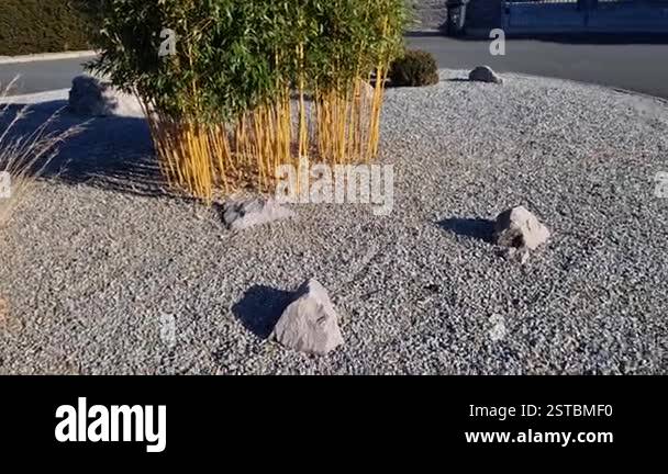 elegantly hanging on canes offering relaxed appearance. Young canes are ...