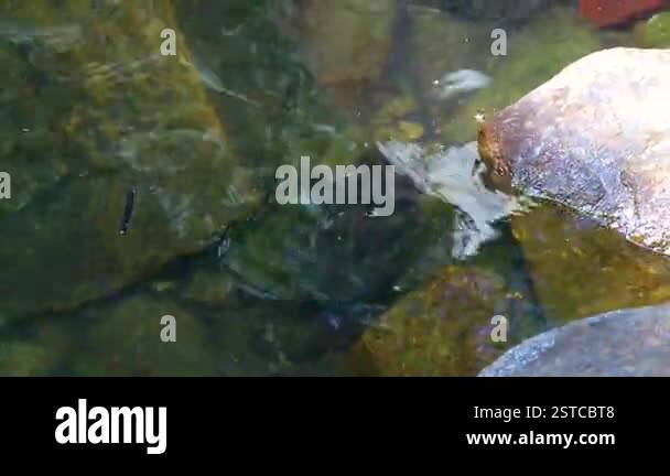 Spiny Softshell Turtle Apalone spinifera swimming swims in Sai Rung ...