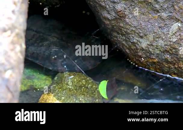 Spiny Softshell Turtle Apalone spinifera swimming swims in Sai Rung ...
