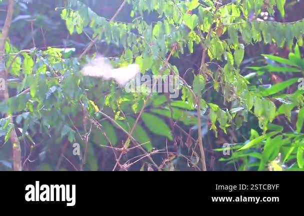 Tropical dragonfly flies in the air in the sunlight in Khao Lak Amphoe ...