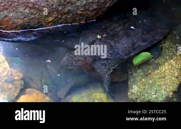 Spiny Softshell Turtle Apalone spinifera swimming swims in Sai Rung ...