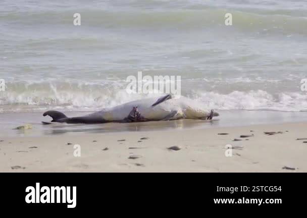 Dead dolphin on the seashore Stock Video Footage - Alamy