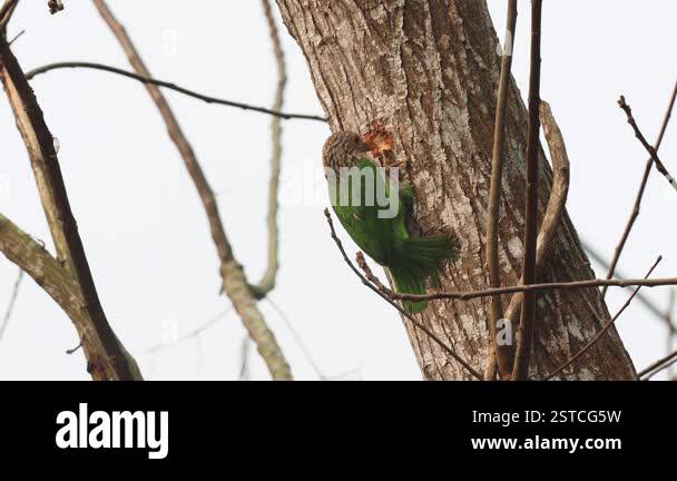 Nest building video of lineated barbet bird.lineated barbet is an Asian ...