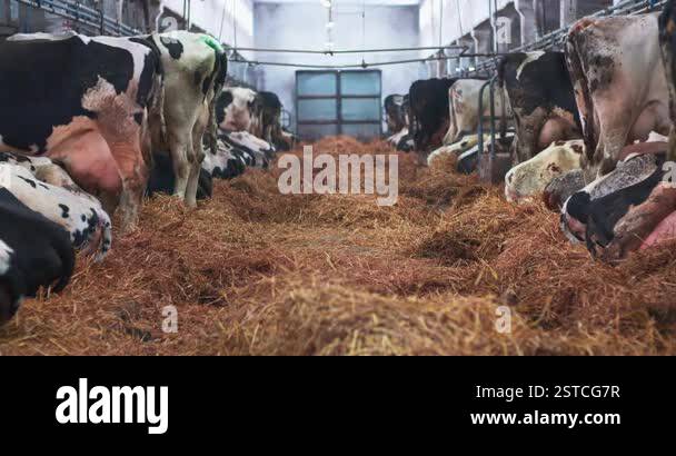 Beef cattle farming focuses on raising cattle for meat production ...