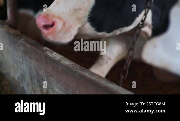 Dairy cattle farming involves raising cows for milk production ...