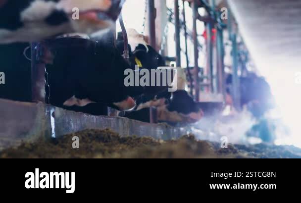 Cattle feeding systems include rotational grazing, grain feeding, and ...