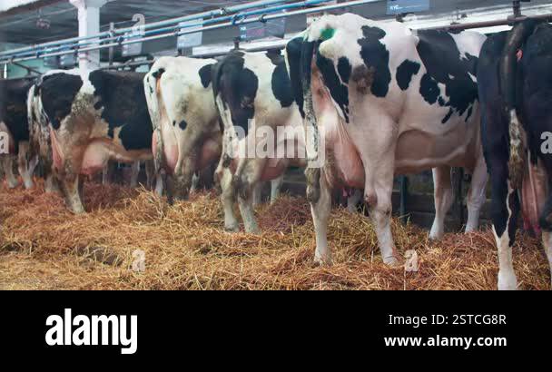 Modern cattle farming incorporates advanced technology, sustainable ...