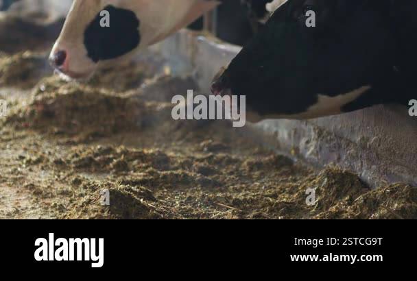 Dairy cattle farming involves raising cows for milk production ...
