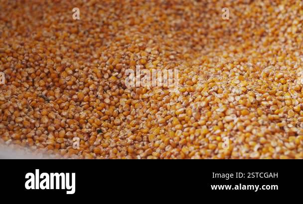 Modern cattle farming incorporates advanced technology, sustainable ...