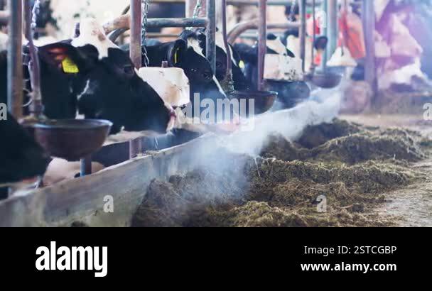 Dairy cattle farming involves raising cows for milk production ...