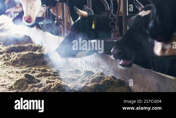 Dairy cattle farming involves raising cows for milk production ...