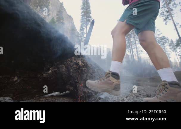 Smoky tree Stock Videos & Footage - HD and 4K Video Clips - Alamy