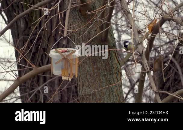 Close up of a bird eating out of a hand made bird feeder on a tree ...