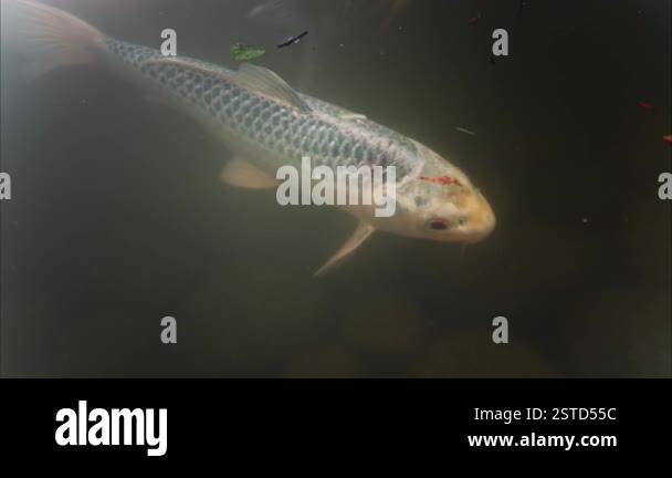 Koi fish swimming in the pond of the Princess Grace Japanese Garden ...
