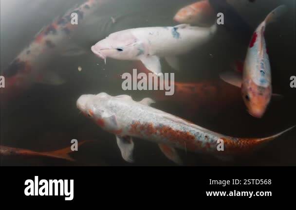 Koi fish swimming in the pond of the Princess Grace Japanese Garden ...
