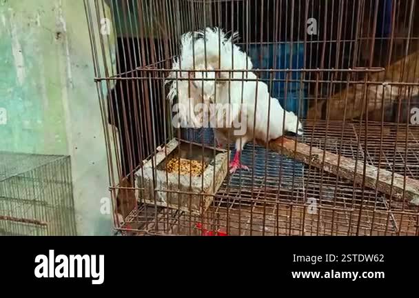 A white fantail pigeon with distinctive plumage eats birdseed inside a ...