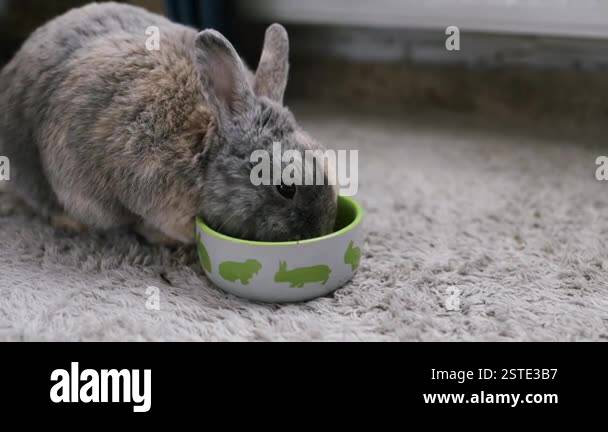 Dwarf rabbit bowl Stock Videos & Footage - HD and 4K Video Clips - Alamy