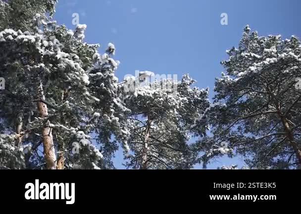 Enchanting winter scene in a forest with melting snow falling off the ...