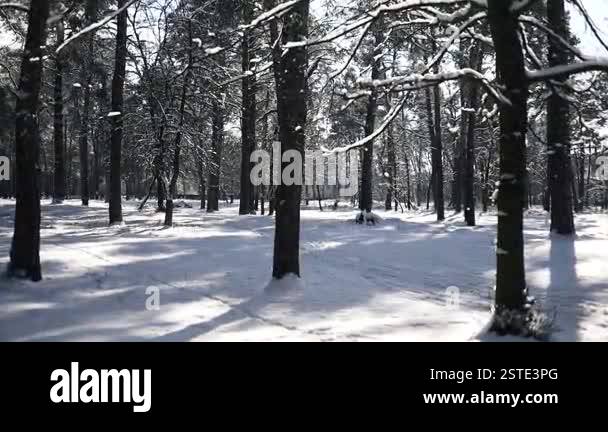 Enchanting winter scene in a forest with melting snow falling off the ...