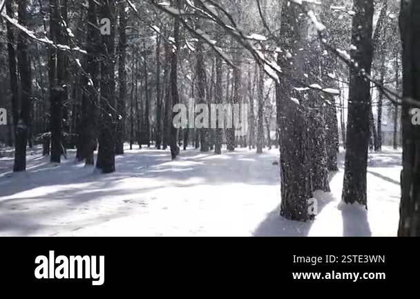 Enchanting winter scene in a forest with melting snow falling off the ...