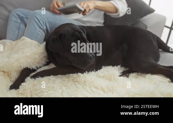 A woman brushes a labrador dog at home while sitting on a cozy sofa ...
