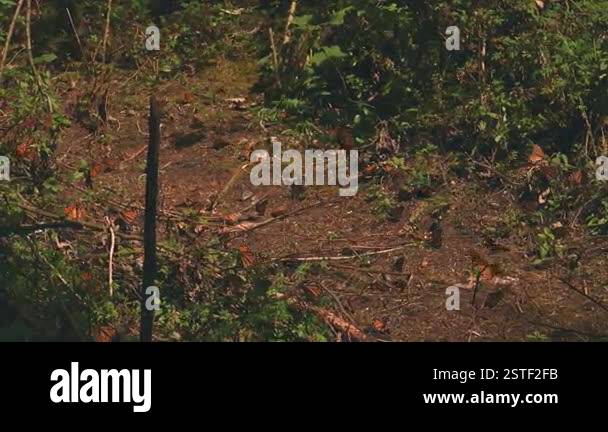 Monarch butterflies rest and flutter over the forest floor in a Mexican ...