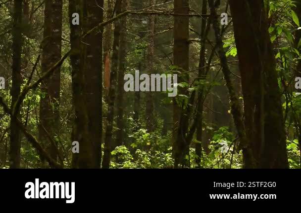 Monarch butterflies rest and flutter over the forest floor in a Mexican ...
