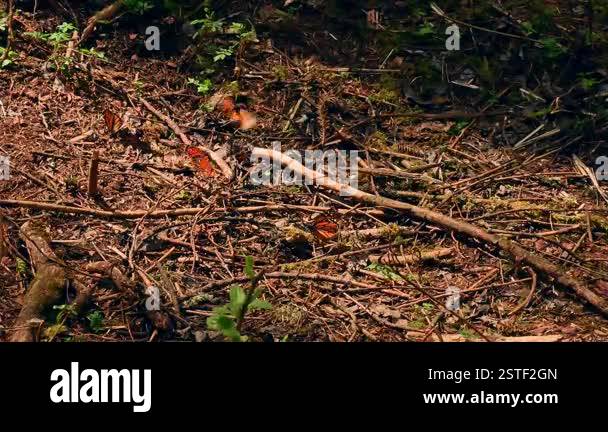 Monarch butterflies rest and flutter over the forest floor in a Mexican ...