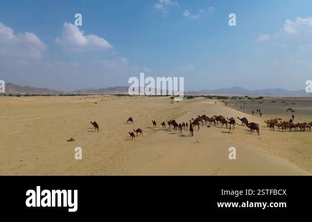 Desert camel aerial Stock Videos & Footage - HD and 4K Video Clips - Alamy