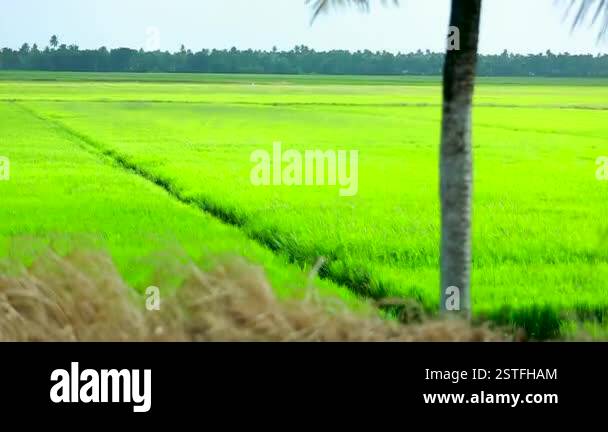 Rice fields india scenery Stock Videos & Footage - HD and 4K Video ...