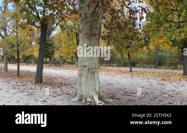 Chinar tree Stock Videos & Footage - HD and 4K Video Clips - Alamy