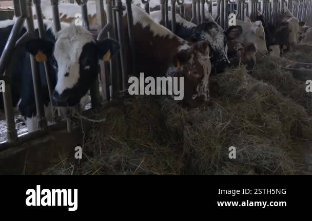 Dairy cattle eating in feed Stock Videos & Footage - HD and 4K Video Clips - Alamy