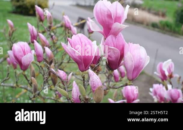 A bunch of pink magnolia flowers are blooming on a tree. The flowers ...