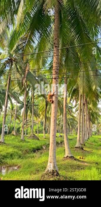 Chumphon Thailand 2 February 2025, a monkey harvesting coconuts at a ...