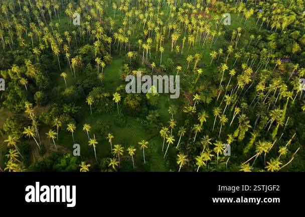 Explore the stunning palm tree landscapes of Koh Mak, Thailand ...