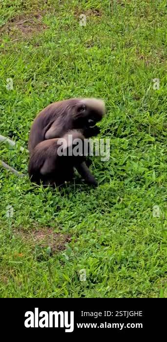 Monkeys interacting and enjoying their time in the vibrant greenery of ...
