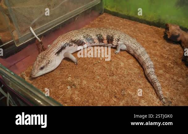 A blue-tongued skink resting in a terrarium with natural substrate and ...
