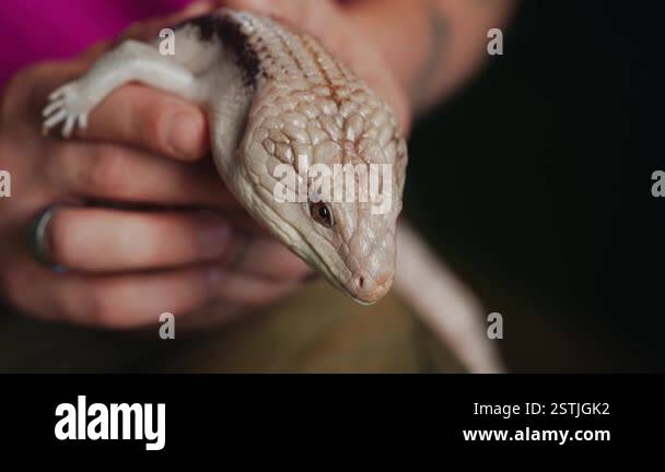 A blue-tongued skink being held gently in human hands, extending its ...