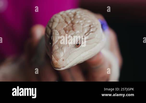A blue-tongued skink being held gently in human hands, extending its ...