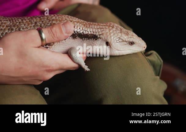 A blue-tongued skink being held gently in human hands, extending its ...