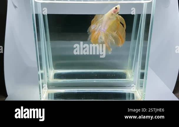 Betta fish fancy gold mustard double tails in different tone color from ...
