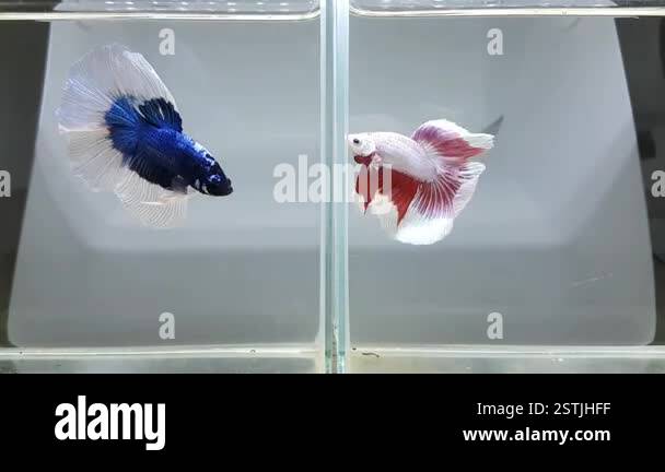 Betta fish in different tone color from Thailand or Siamese fighting ...