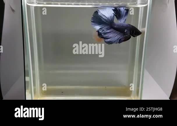 Betta fish in different tone color from Thailand or Siamese fighting ...