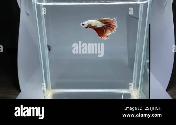 Betta fish in different tone color from Thailand or Siamese fighting ...