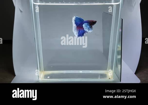 Betta fish in different tone color from Thailand or Siamese fighting ...