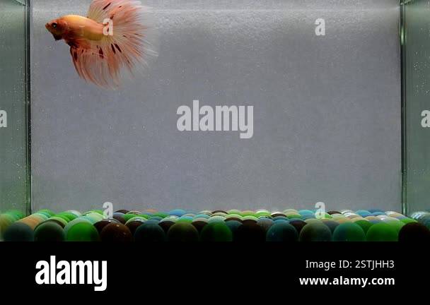 Betta fish in different tone color from Thailand or Siamese fighting ...