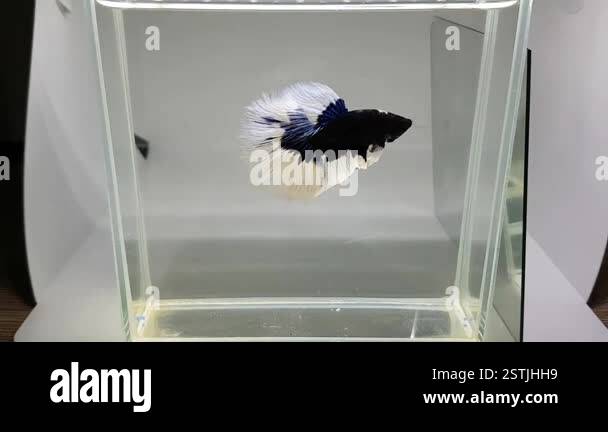 Betta fish in different tone color from Thailand or Siamese fighting ...