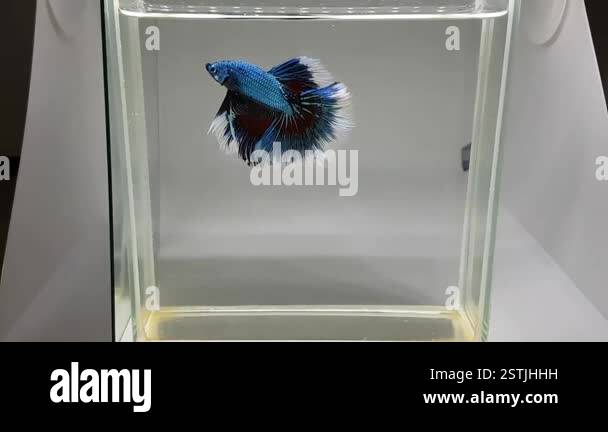 Betta fish in different tone color from Thailand or Siamese fighting ...