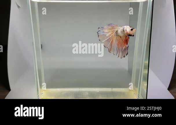 Betta fish in different tone color from Thailand or Siamese fighting ...
