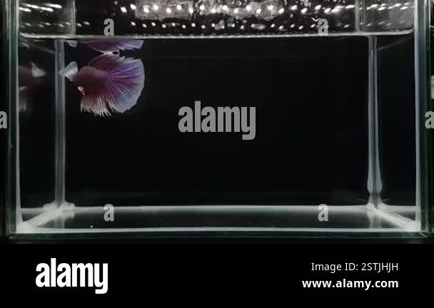 Betta fish in different tone color from Thailand or Siamese fighting ...